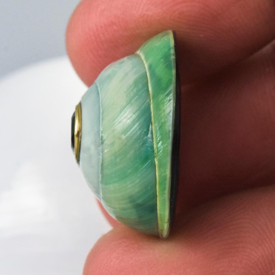 Evil Eye Design Natural Green Land Snail Asperitas bimaensis Black ...