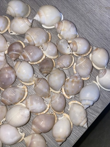 Channeled Bonnet ~ Cassis canaliculata Seashell 1-1/2"-2" (50 Shells ...