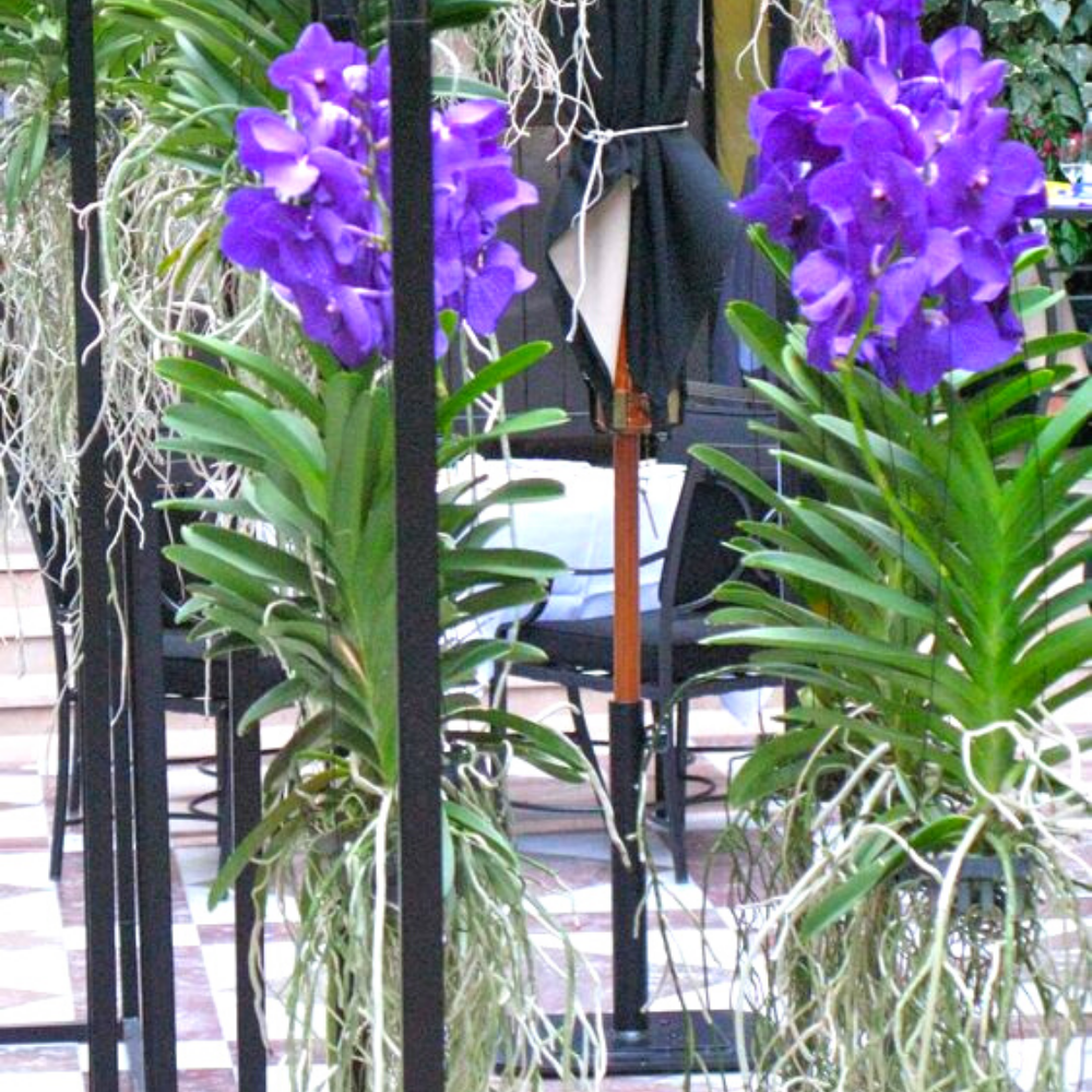 Vanda Pots Plastic Floating Flower Garden Orchid Wall Indoor Plants ...