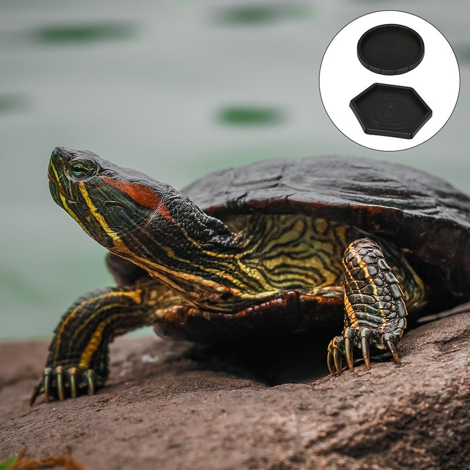 2 Pcs Reptile Food Dish Water Lizards Feeding Bowl Pet Eating Basin ...