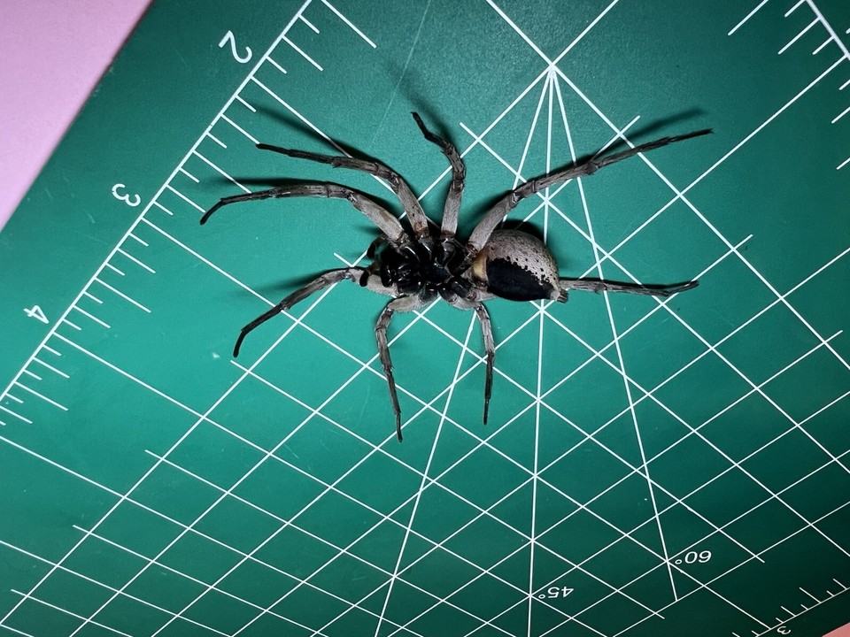 Large Florida Wolf Spider wet specimen oddities Taxidermy Mummified ...