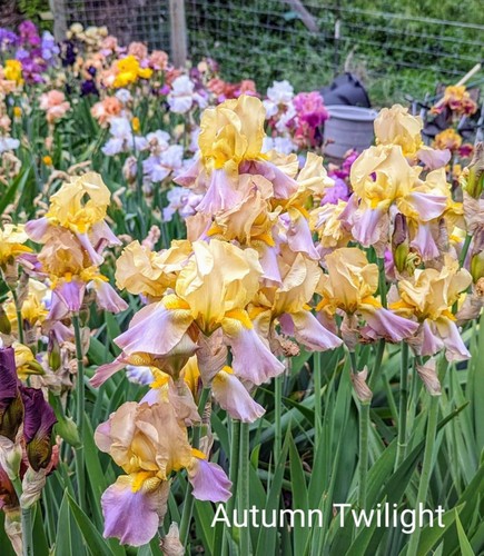 'Autumn Twilight' TB Iris Rhizome PRE-SALE to Ship July, August and ...