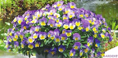 200+ Cool Wave Morpho Pansy (Viola) Seeds for Garden - USA - FREE ...