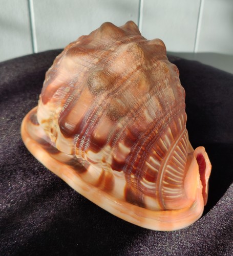Sea Shell Cypraecassis Rufa ~ Bull Mouth Helmet | eBay