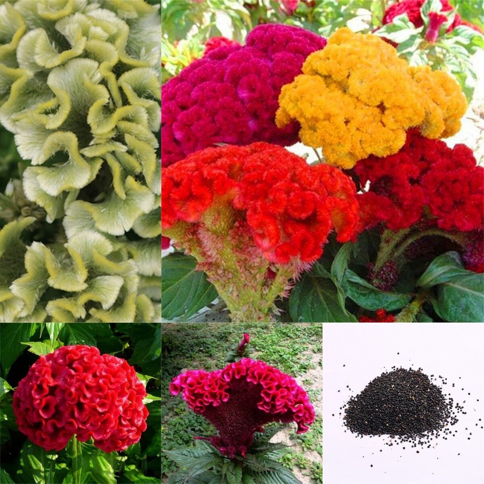 50pcs/pack Mixed Cockscomb Flower Seeds Sowable For Courtyard Garden ...