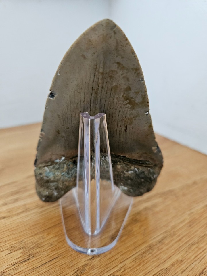 MEGALODON SHARK TOOTH - 4.37"- REAL FOSSIL - NO RESTORATIONS, RARE ...