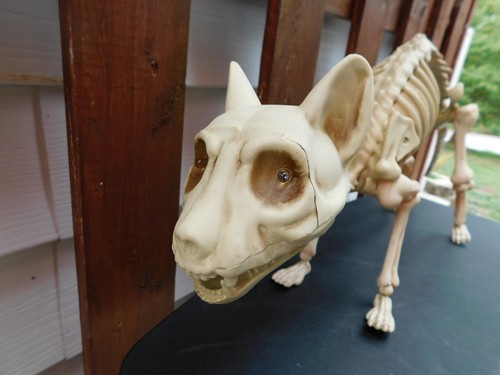 Halloween Animated Skeleton Cat Kitten Dead Home Prop Decor Pan Asian ...