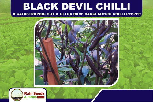 Black Devil Chilli - A Catastrophic Hot & Ultra Rare Bangladeshi Chilli ...