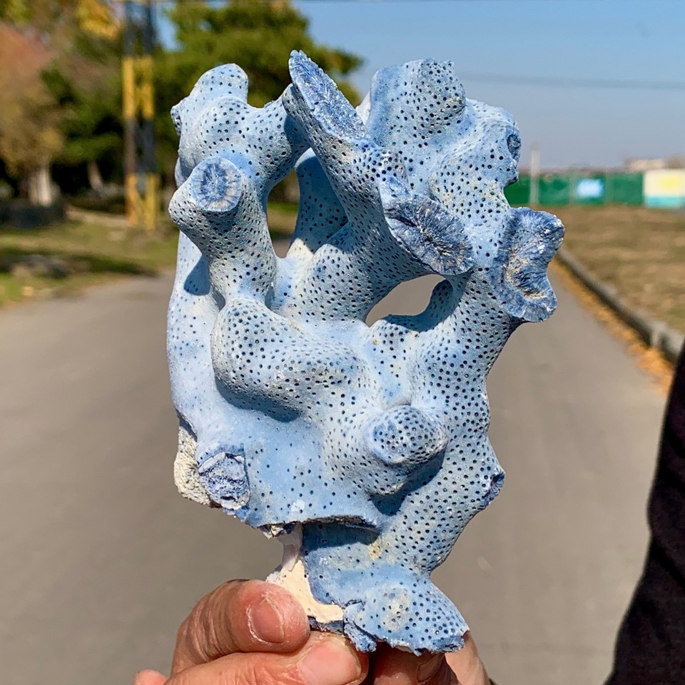 376G Natural Blue Coral Reef Cluster Marine Mineral Crystal Specimen | eBay