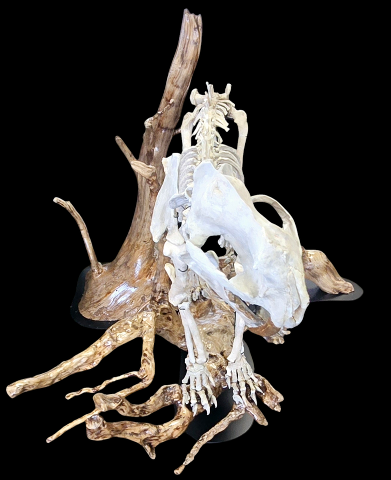 mammal fossils Dinictis felina oligocene brule formation south dakota ...