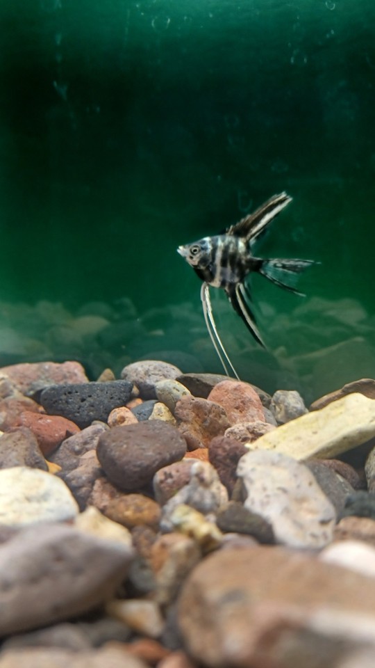 Angelfish Lot of 4 – Electric Blue Marble & Platinum Panda – Live ...