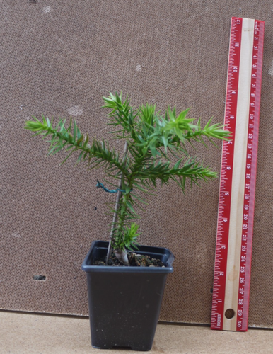 MONKEY PUZZLE TREE ~ ARAUCARIA ARAUCANA ~ TWIN TRUNKS STARTING - STRONG ...