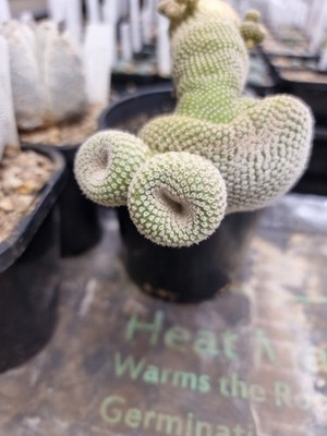 Yavia Cryptocarpa Pup Cutting x 1 Rare Cactus Succulent | eBay Australia