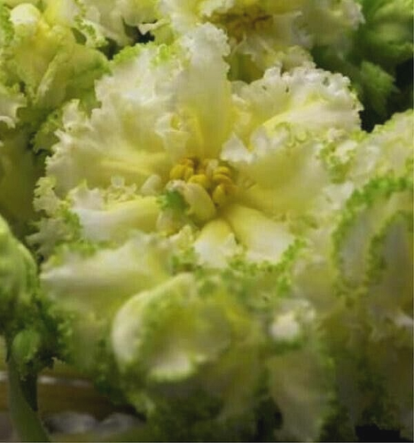 African Violet PLANT ~ LEMON BURST (LLG) Big Lacy Blooms! Small Starter ...