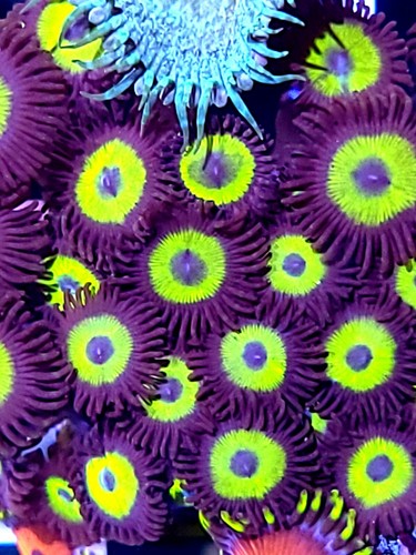 WOLVERINE ZOAS LIVE CORALS ZOANTHIDS ZOA PALY BOUNCE YUMA CORAL 3 ...