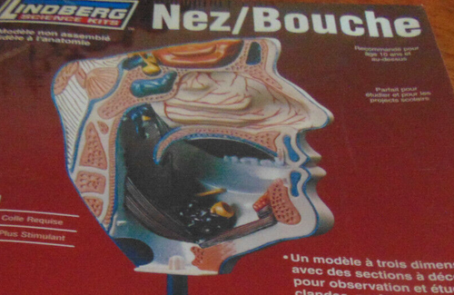 Lindberg Human Ear Nose & Mouth 3D Scale Model Kit 1982 +a bonus poster ...
