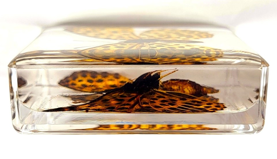 48mm Real Spotted Leopard Butterfly in Clear Lucite Preserved Timelaea ...