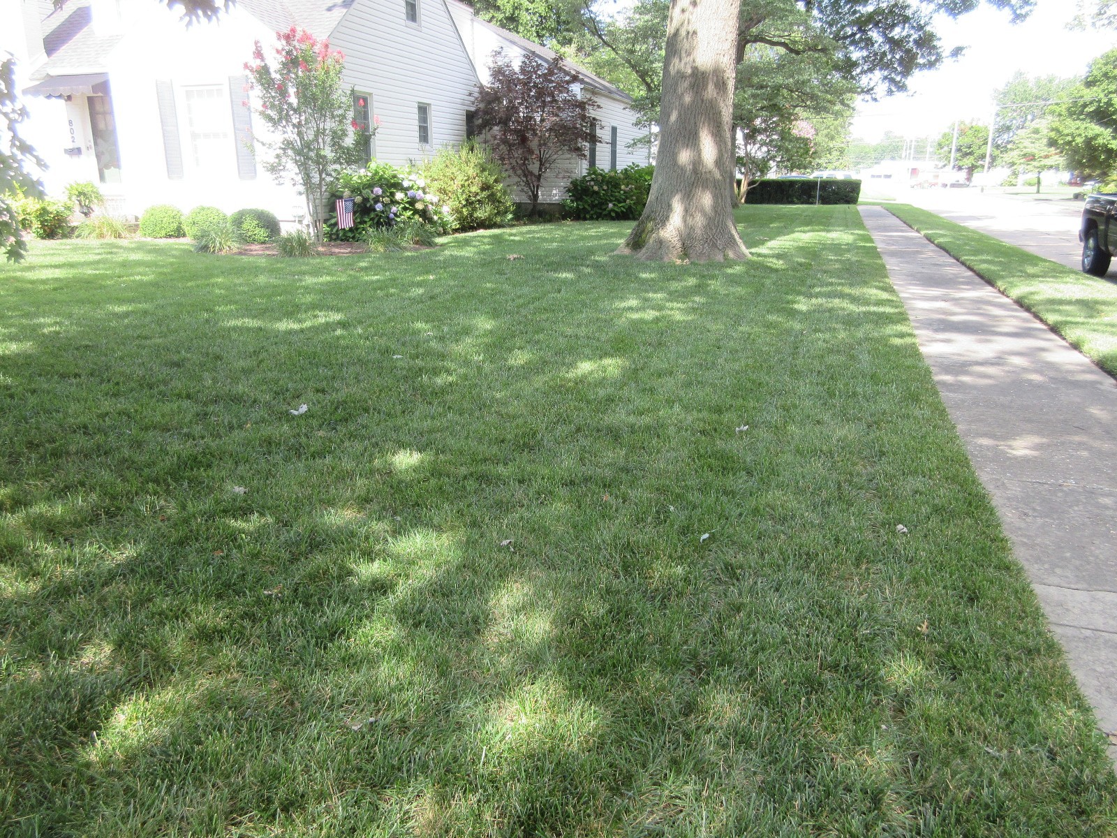 NEW FALCON IV TURF TYPE FESCUE GRASS SEED SUN OR SHADE #1 RATED GRASS ...