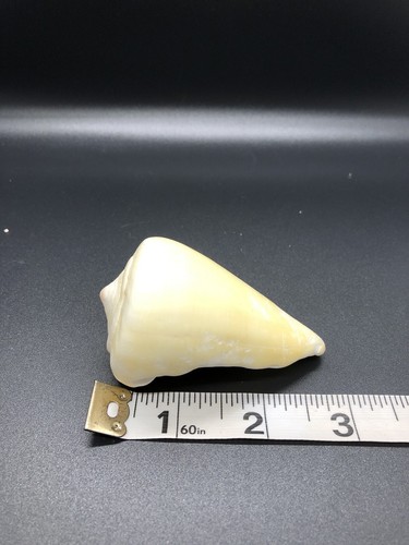 Large, Genuine Cone Shell. Hawaiian Waters | eBay