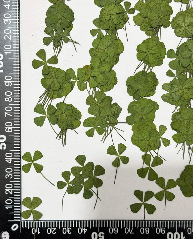 24 pcs Mini Four Leaf Clover Real Pressed Dried Flowers for Resin DIY ...