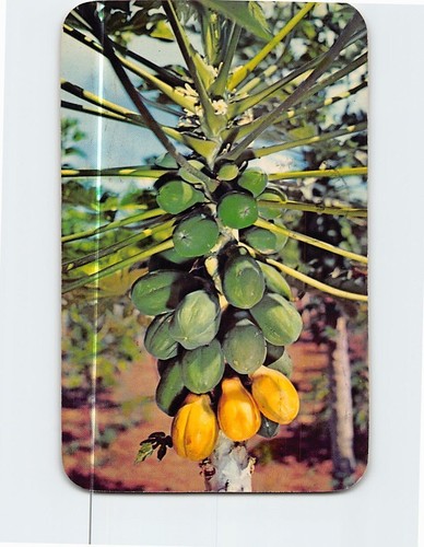Postcard Papaya Tree Solo Size | eBay UK