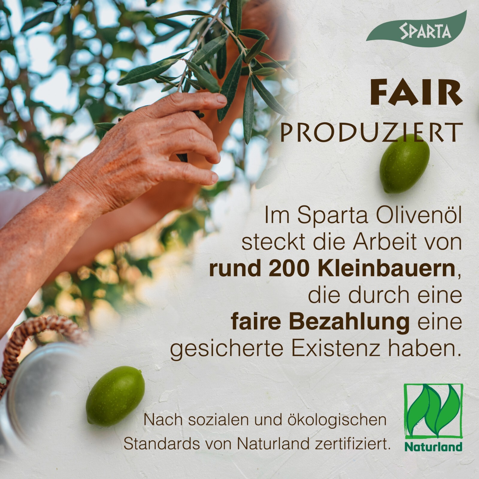 SPARTA Olivenöl nativ-extra 0,5 l – BIO PREMIUM Qualität – aus ...