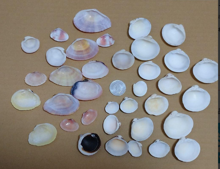 Seashell from japan rare shell of OKINAWA | eBay