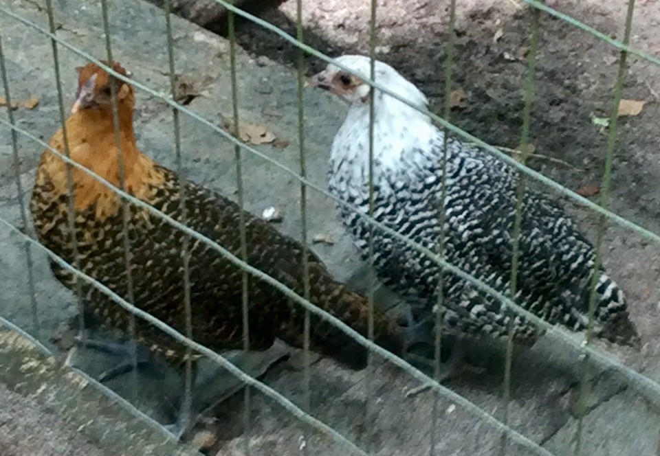 12 RARE Gold Deathlayer eggs. Npip | eBay