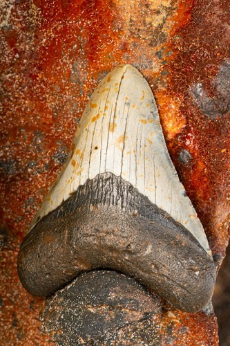 4 ½" Megalodon Shark Tooth | Deep-sea dive, NC, USA | Real thing ...