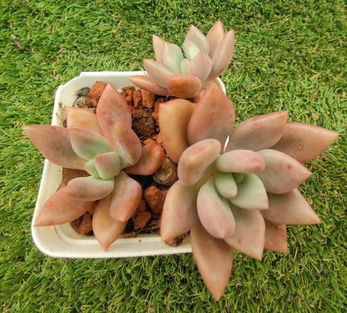 Ruby Donna multiple 10cm diameter Pachyphytum succulent | eBay Australia
