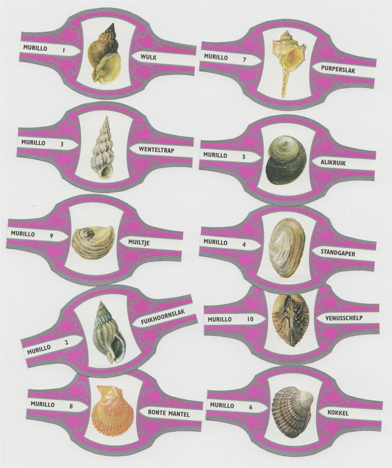 10 cigar bands Mur Beach Shells silver violet | eBay