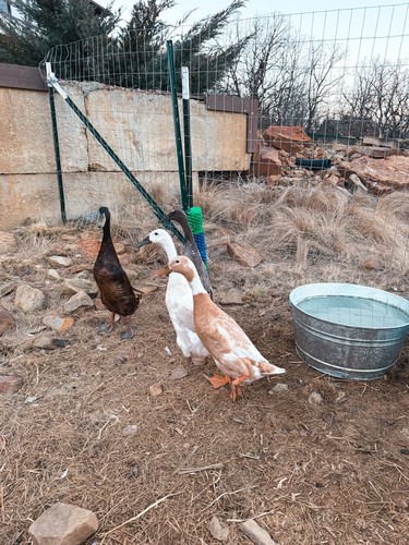 10+ Indian Runner Duck Fertilized Assorted Colors Hatching Eggs | eBay