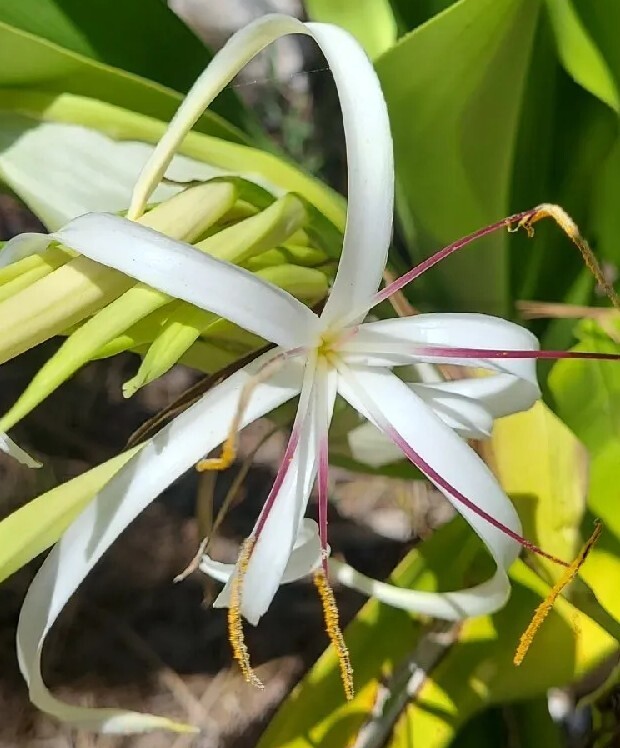 2pc Crinum Lily Asiaticum Giant White Spider Lily Live Plant Variegated ...