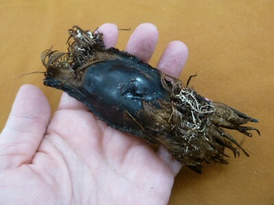 (s800-206) MELBOURNE SKATE egg case casing educational Spiniraja ...