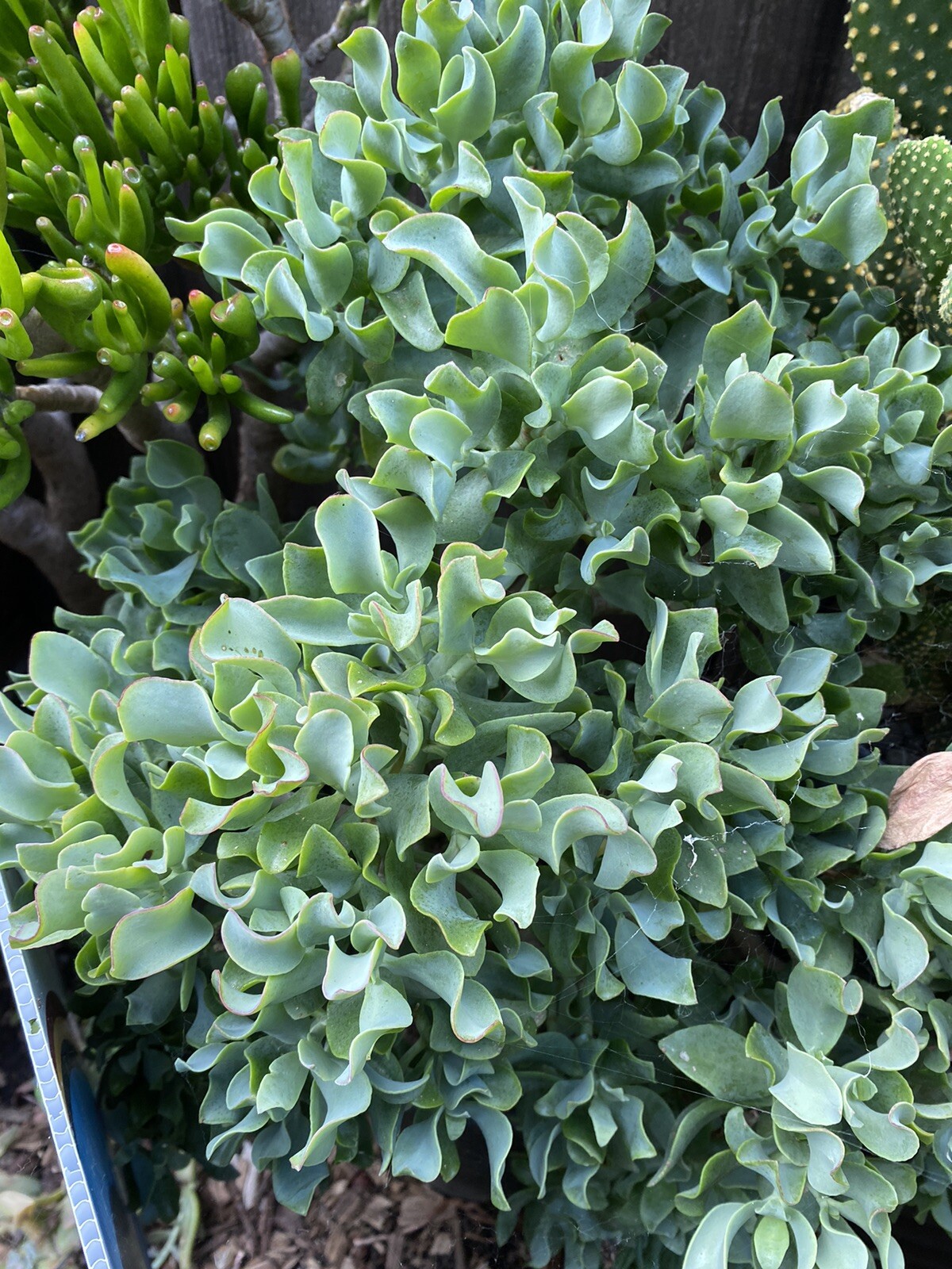 Ripple Jade Ruffle Jade Crassula arborescens subsp. undulatifolia 3 ...