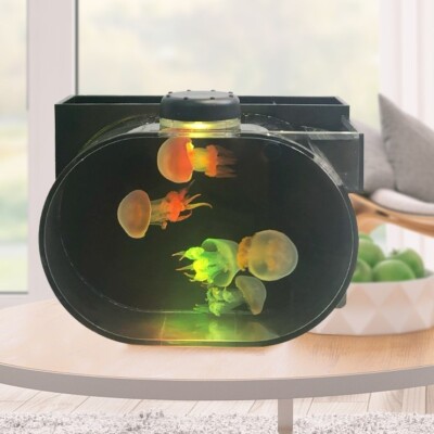 Oval Mini Desktop Jellyfish Aquarium Tank Kit for Real Live Jellyfish ...