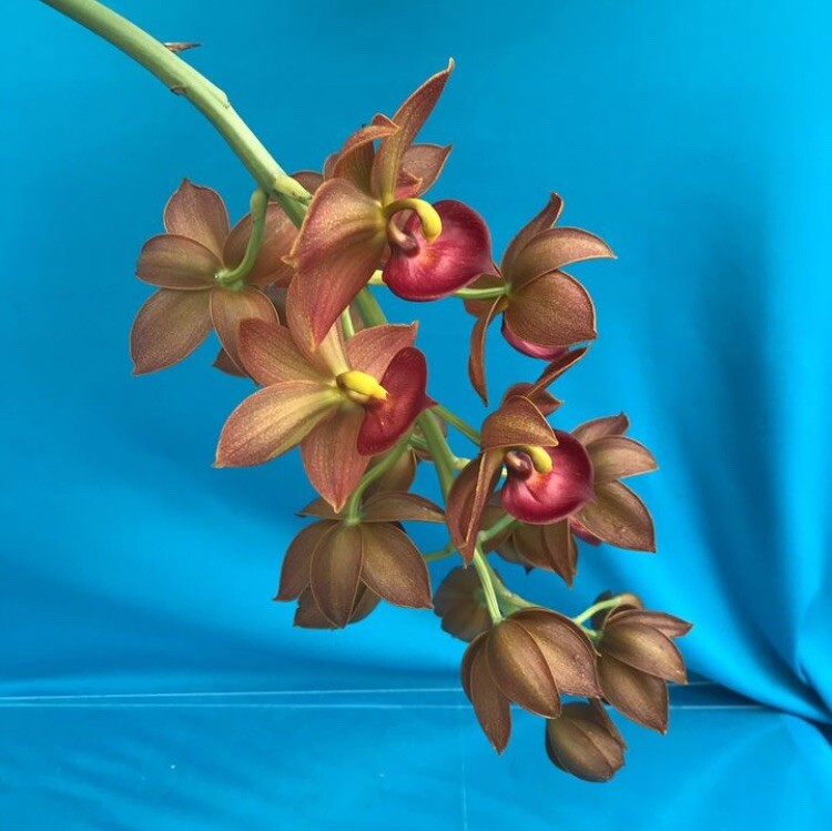 Cycnodes Taiwan Gold ‘Orange’ (A) ONE Spike Fragrant Orchid Hybrid 4 ...