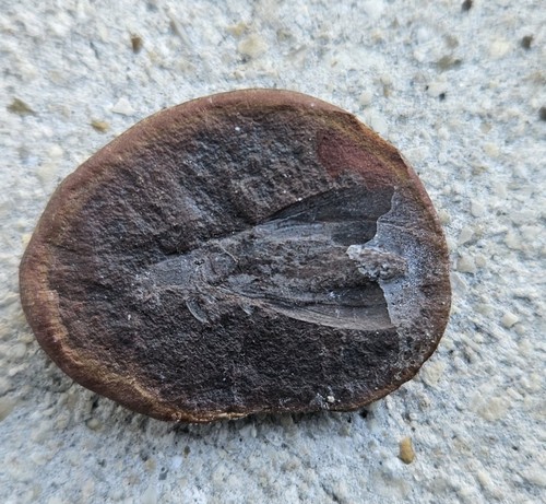 Mazon Creek Fossil Insect Rare Carboniferous Animal Museum Piece | eBay