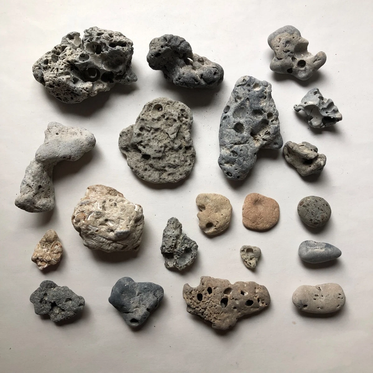 Sedimentary Rocks With Shells