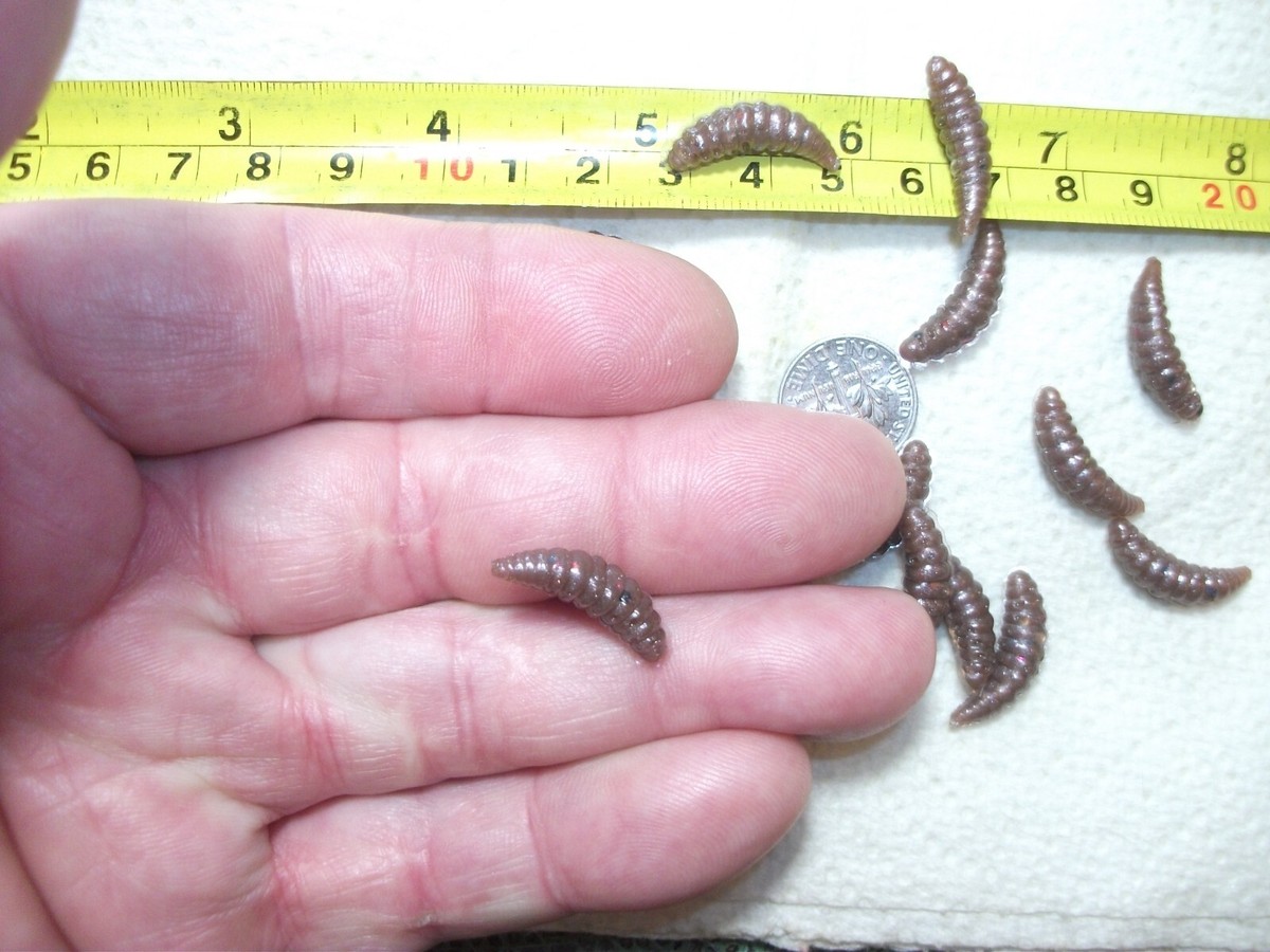 Wax Worms For Fishing 100-7/8crappie Panfish-scent-fishing Grubs-wax ...