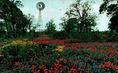 Splashes Of Color Blanket The Texas Hill Country In Springtime, Vintage ...