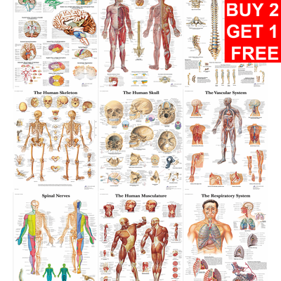 HUMAN ANATOMY CHIROPRACTIC EDUCATIONAL STUDENT MEDICAL POSTER PRINTS A4 ...