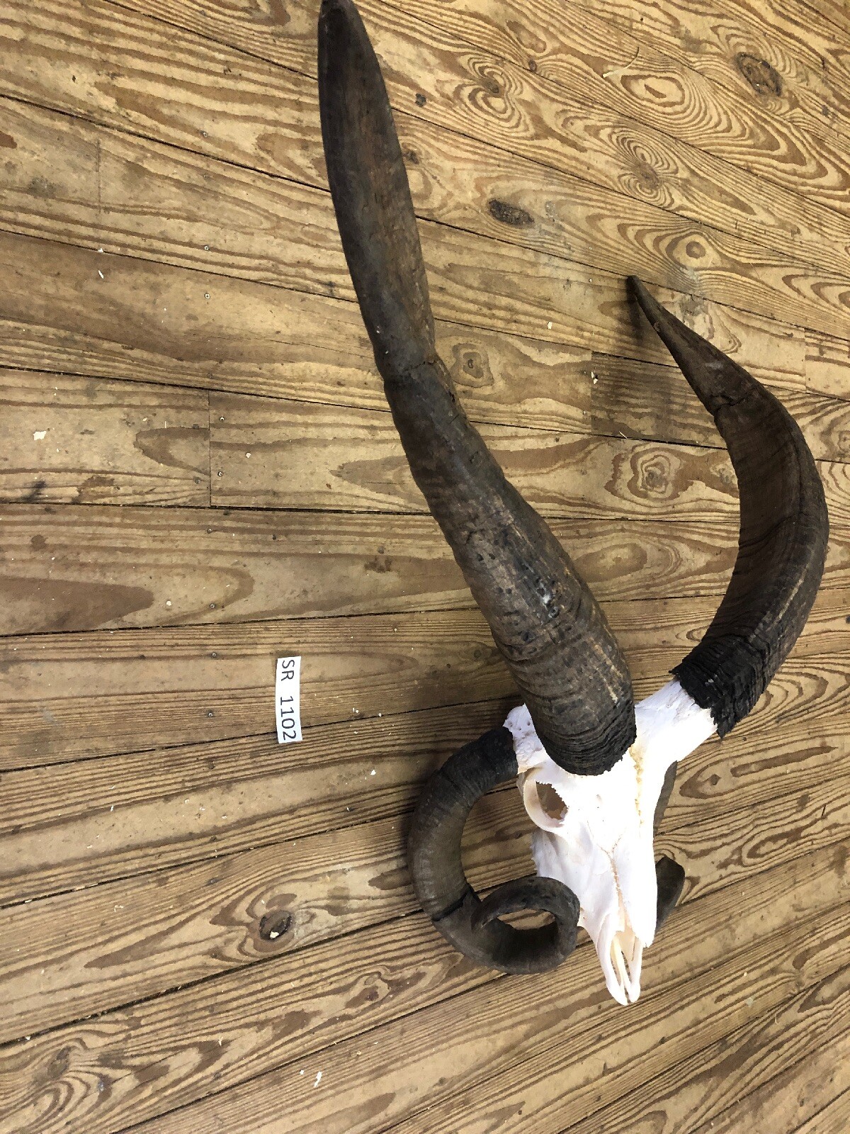 Jacob Sheep Skull