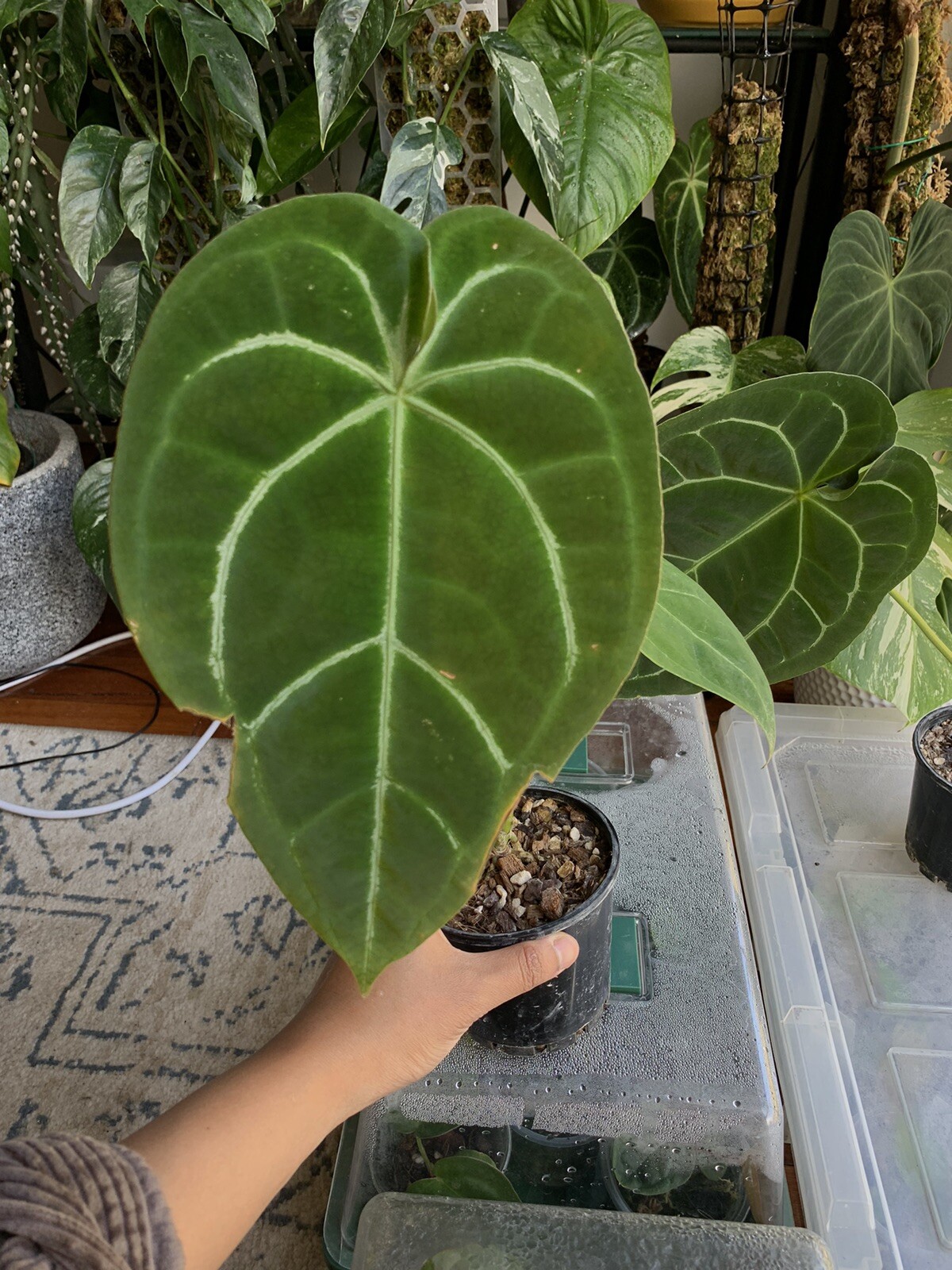 Anthurium Bundle Of 2 | eBay