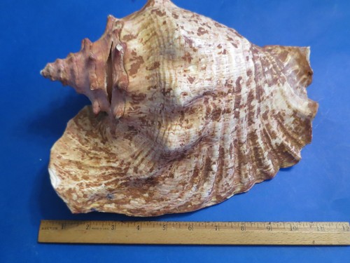 Massive Strombus Conch Shell | eBay
