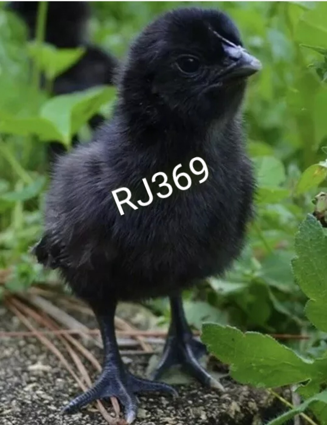 6 Rare Breed Black Chicken Fertile Hatching Eggs Svarthona Swedish ...