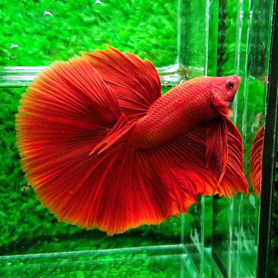 Live Betta Fish - High Quality Grade A++ HM Super Red Chili | eBay