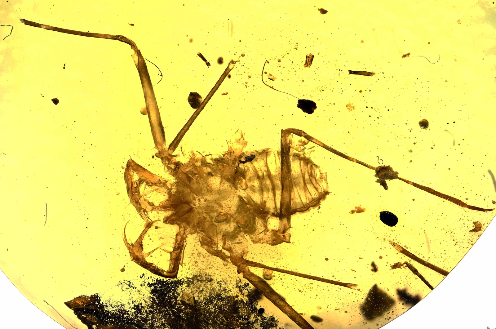 Rare Amblypygi (Whip Spider), Fossil inclusion in Burmese Amber | eBay