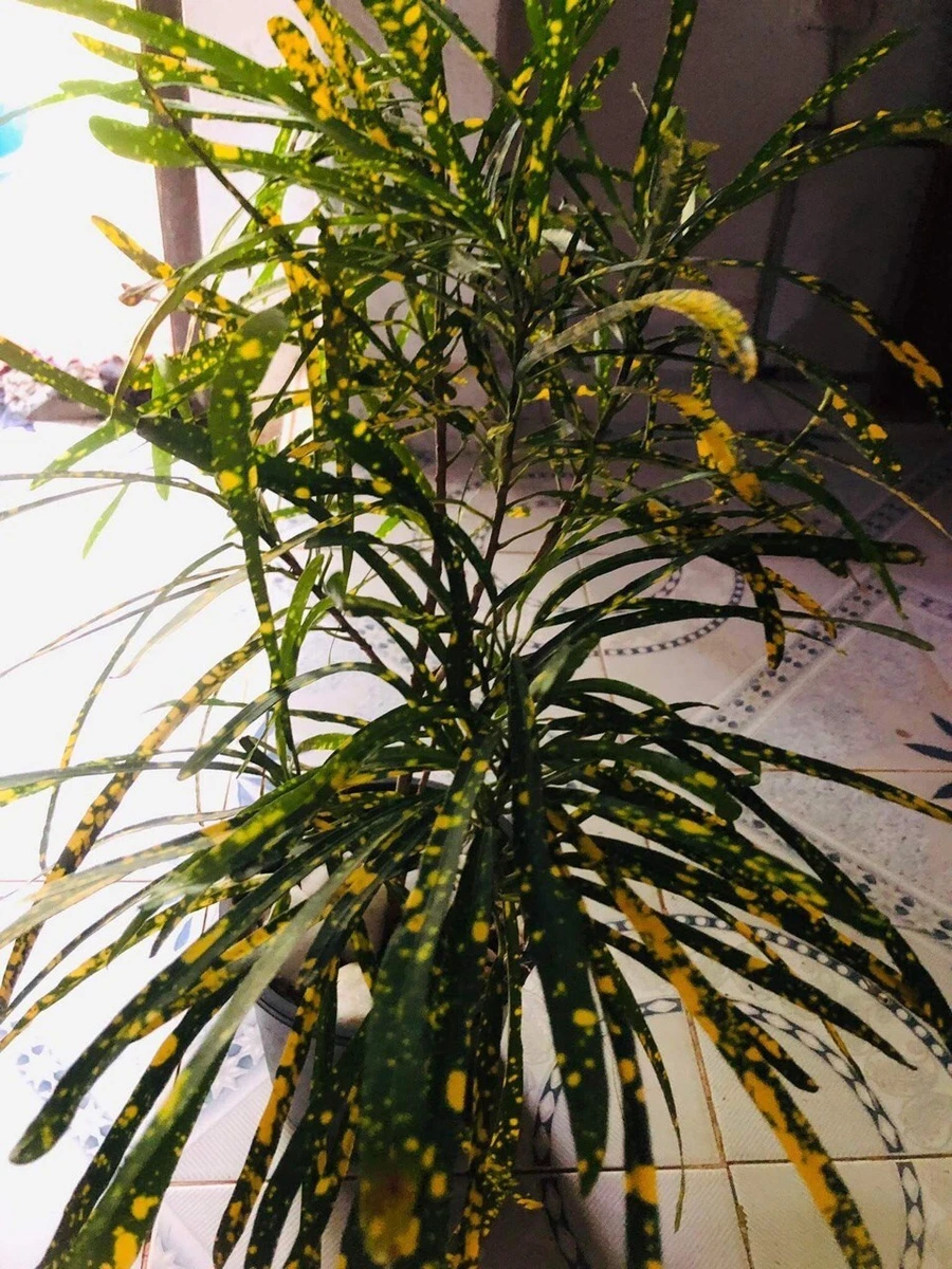 Codiaeum Variegatum Giallo