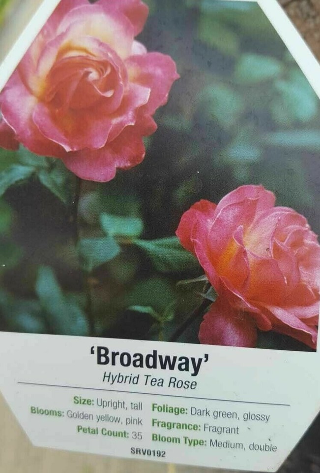 Broadway Rose 1 Gal Golden Yellow Pink Live Bush Plants Hybrid Tea ...